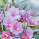 Native Grasses for Alabama