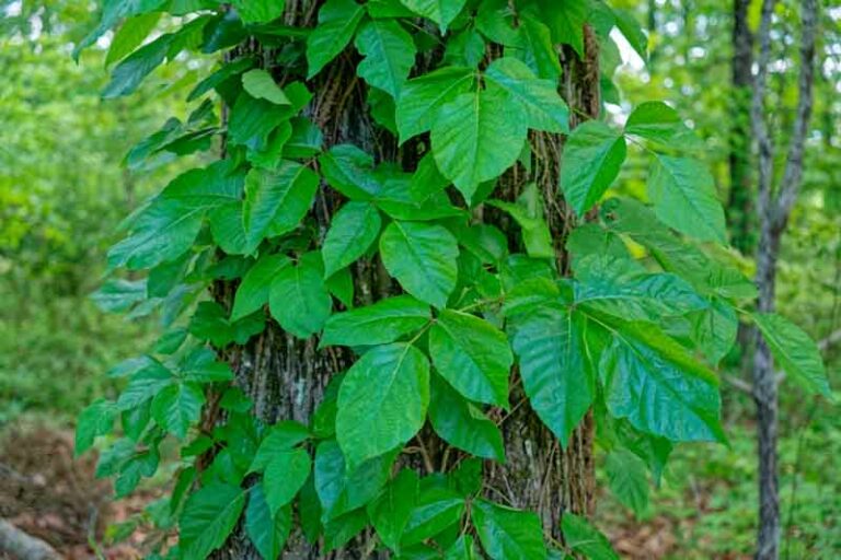 Poison Ivy (Toxicodendron radicans): An Itchy Native Plant