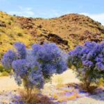Salvia pachyphylla (Rose Sage): Uses, Design Ideas, Care Guide