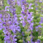 Salvia coccinea 'Summer Jewel Red' (Scarlet Sage)