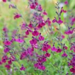 Salvia coccinea 'Summer Jewel Red' (Scarlet Sage)