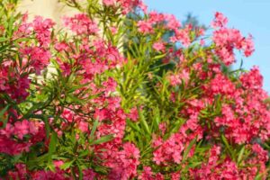 Oleander: A Complete Guide to Its Beauty, Care, and Toxicity