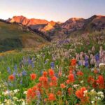 Blue Sage (Salvia azurea): Benefits, Uses and How To Grow It