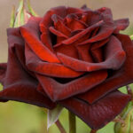 Rosa 'Oklahoma' (Hybrid Tea Rose)