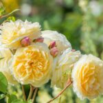 Rosa 'Cecile Brunner' (Climbing Rose)