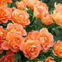 Rosa Gold Medal® (Grandiflora Rose)