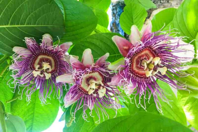 Giant Granadilla (Passiflora quadrangularis): All You Need To Know