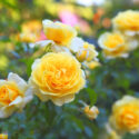 Knock Out Roses: Rosa Knock Out® (Shrub Rose)
