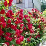 Rosa Munstead Wood (English Rose)