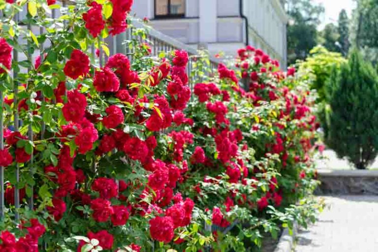 Red Rose Meaning: The History of Love and Passion