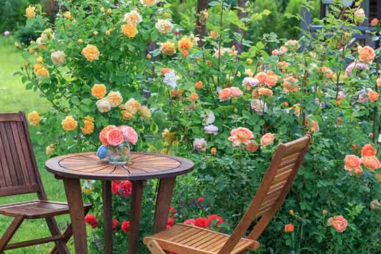 20 Orange Roses to Add Warmth and Charm to Your Garden