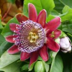 Passiflora edulis 'Possum Purple' (Passion Flower)