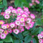Main Rose Types for your Garden