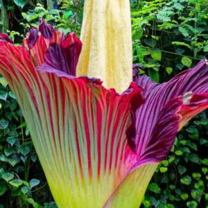 20 Rare Flowers: From the Ghost Orchid to the Corpse Flower