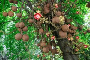 Cannonball Tree (Couroupita guianensis): All You Need To Know