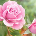 Rosa Rouge Royale™ (Hybrid Tea Rose)