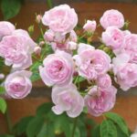 Rosa 'Crimson Glory' (Climbing Rose)