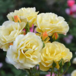 Rosa Pinkerbelle™ (Hybrid Tea Rose)
