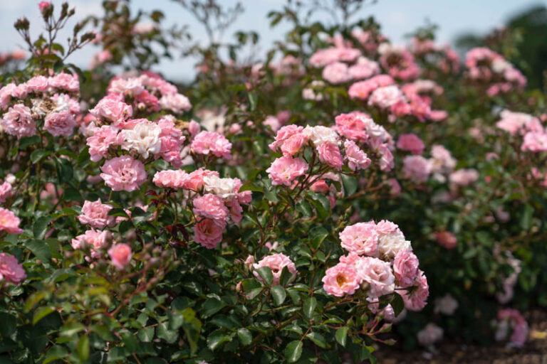 Drift Roses: Rosa Blushing Drift® (Groundcover Rose)