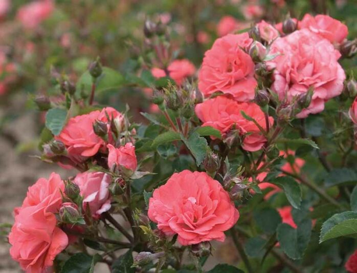 Drift Roses: Rosa Coral Drift® (Groundcover Rose)