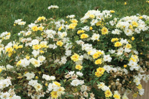 Drift Roses: Rosa Lemon Drift® (Groundcover Rose)