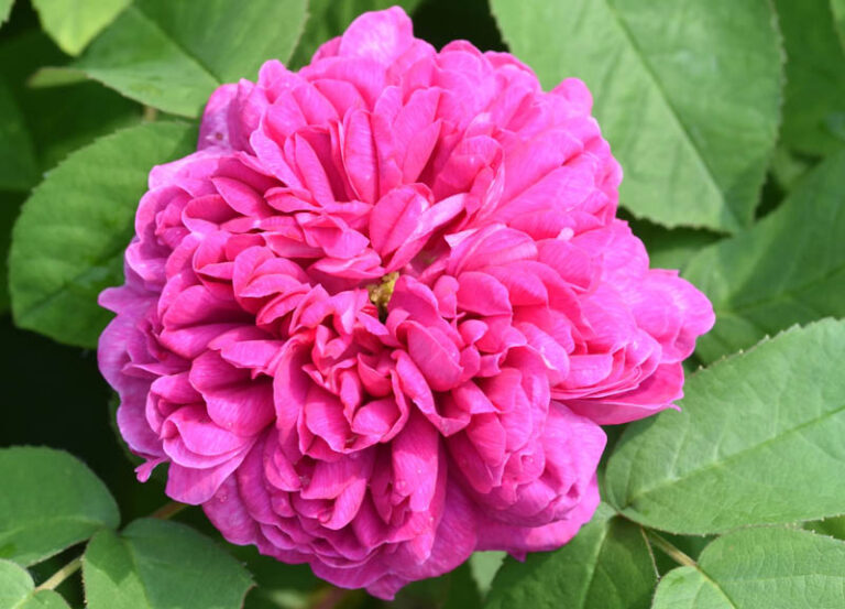 Heirloom Rose: Rosa 'De Rescht' (Portland Damask Rose)