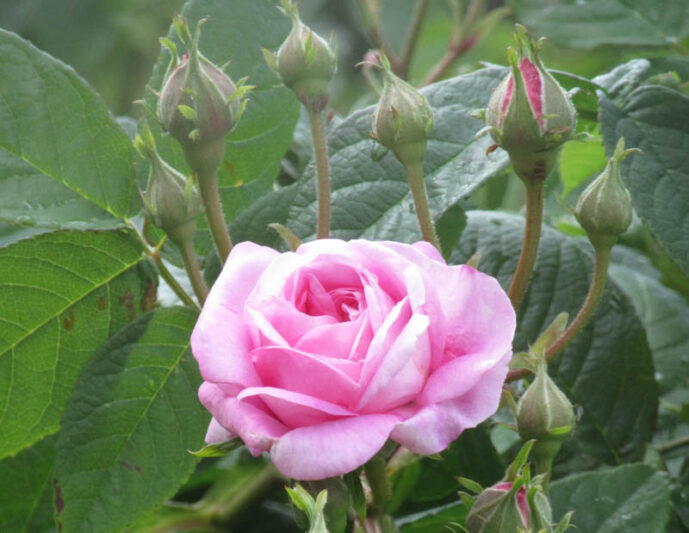 Heirloom Rose: Rosa 'Ispahan' (Damask Rose)