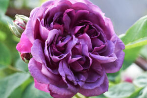 Heirloom Rose: Rosa 'Reine des Violettes' (Hybrid Perpetual Rose)