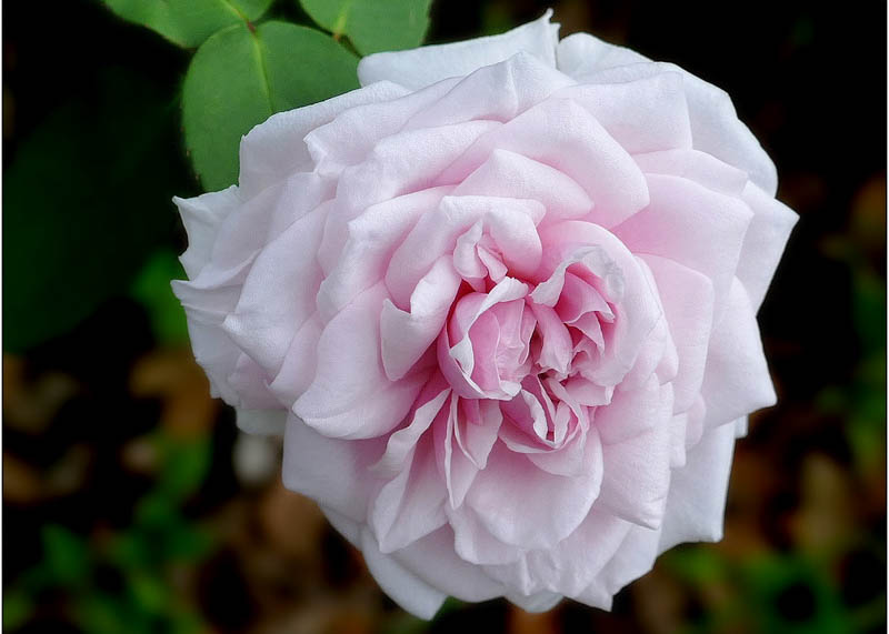 Heirloom Rose: Rosa 'Souvenir de la Malmaison' (Bourbon Rose)