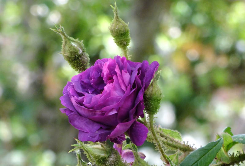 Heirloom Rose: Rosa 'William Lobb' (Moss Rose)