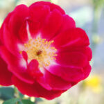 Rosa 'Crimson Glory' (Climbing Rose)