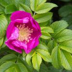 Rosa Westerland (Shrub Rose)