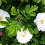 Rosa Moonlight Romantica® (Hybrid Tea Rose)