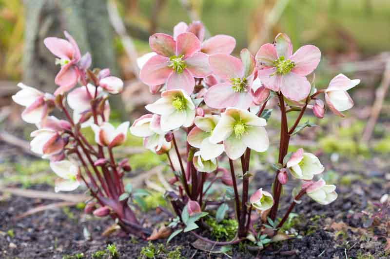 30 Best Shade Perennials for USDA Zone 7 Gardens