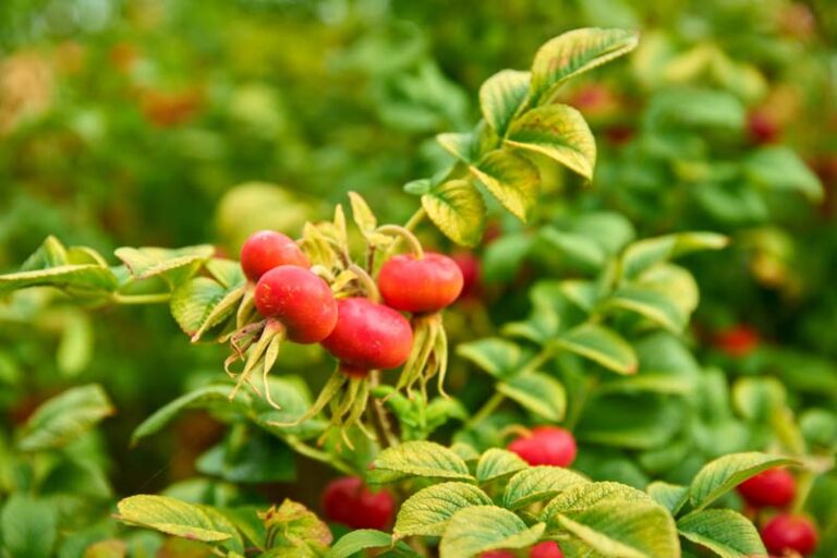 Rose Hips: Why They Deserve a Place in Your Diet