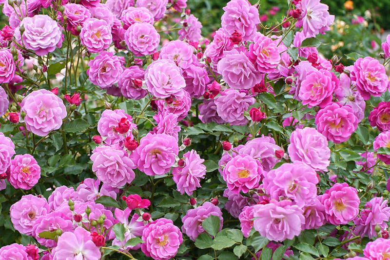 Rose Bush Care: How to Grow Roses That Thrive All Season
