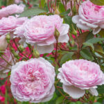 Rosa 'Albertine' (Rambling Rose)