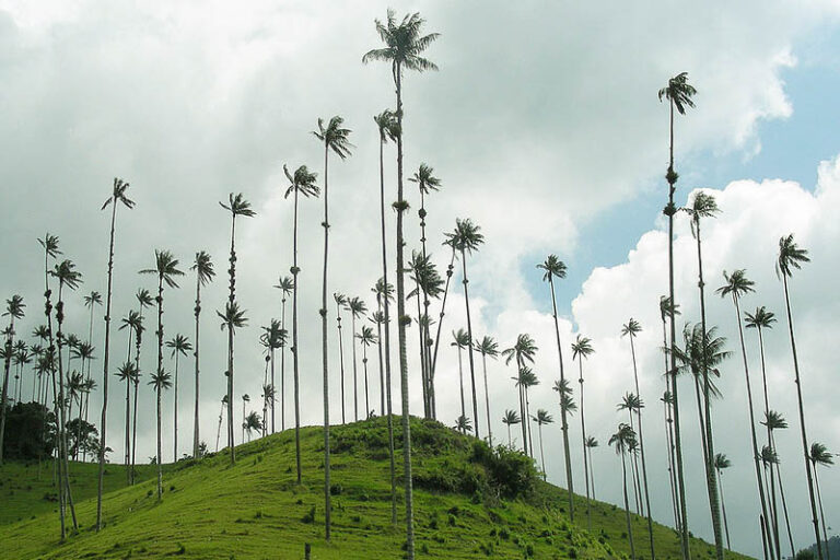 Palm Tree: Fun and Surprising Facts You Didn’t Know