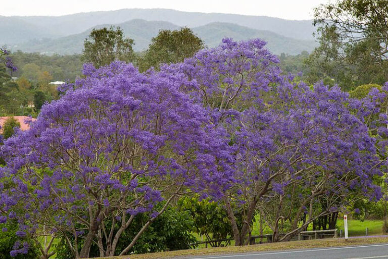 Jacaranda (Jacaranda mimosifolia): Benefits, Challenges, & Uses