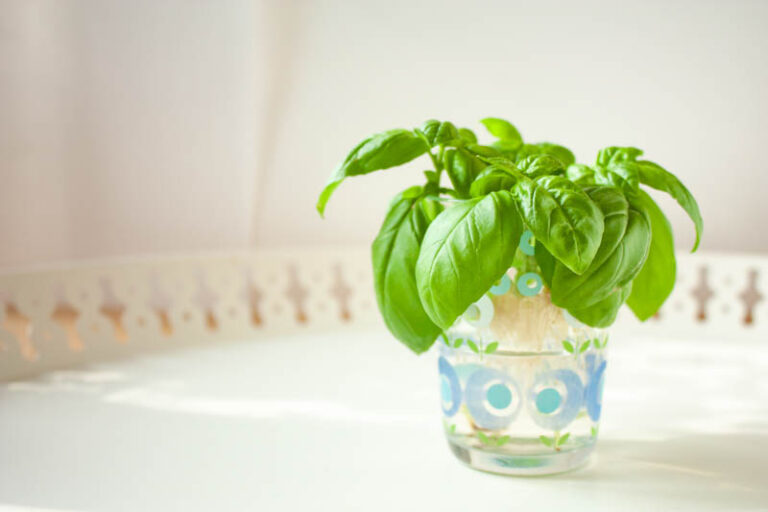 Basil: Benefits, Problems, Uses, Care, and Companion Planting