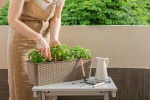 Holy Basil (Ocimum tenuiflorum): Benefits, Challenges, and Uses