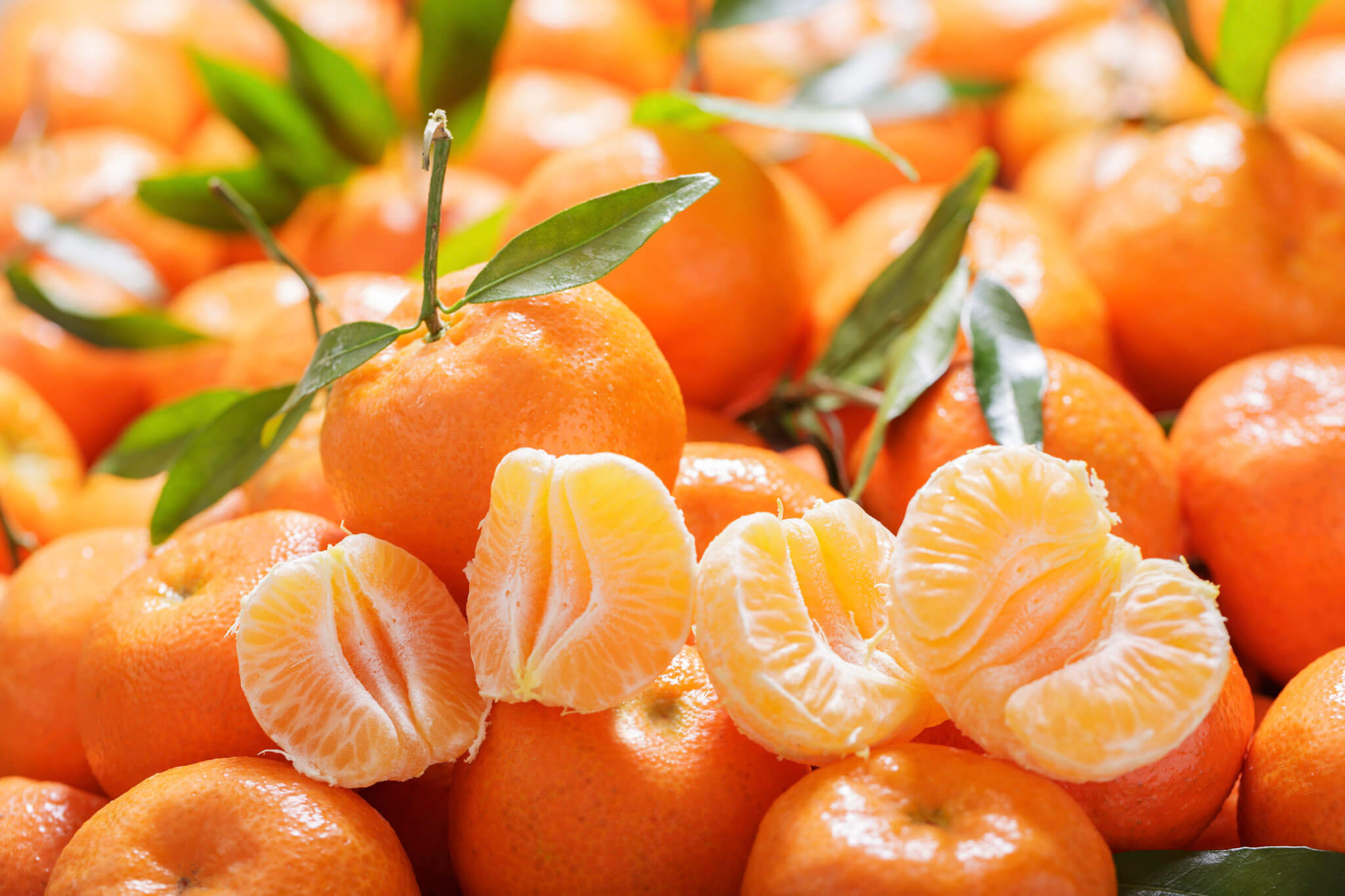Mandarin Orange: Health Benefits, Uses, Growing Tips