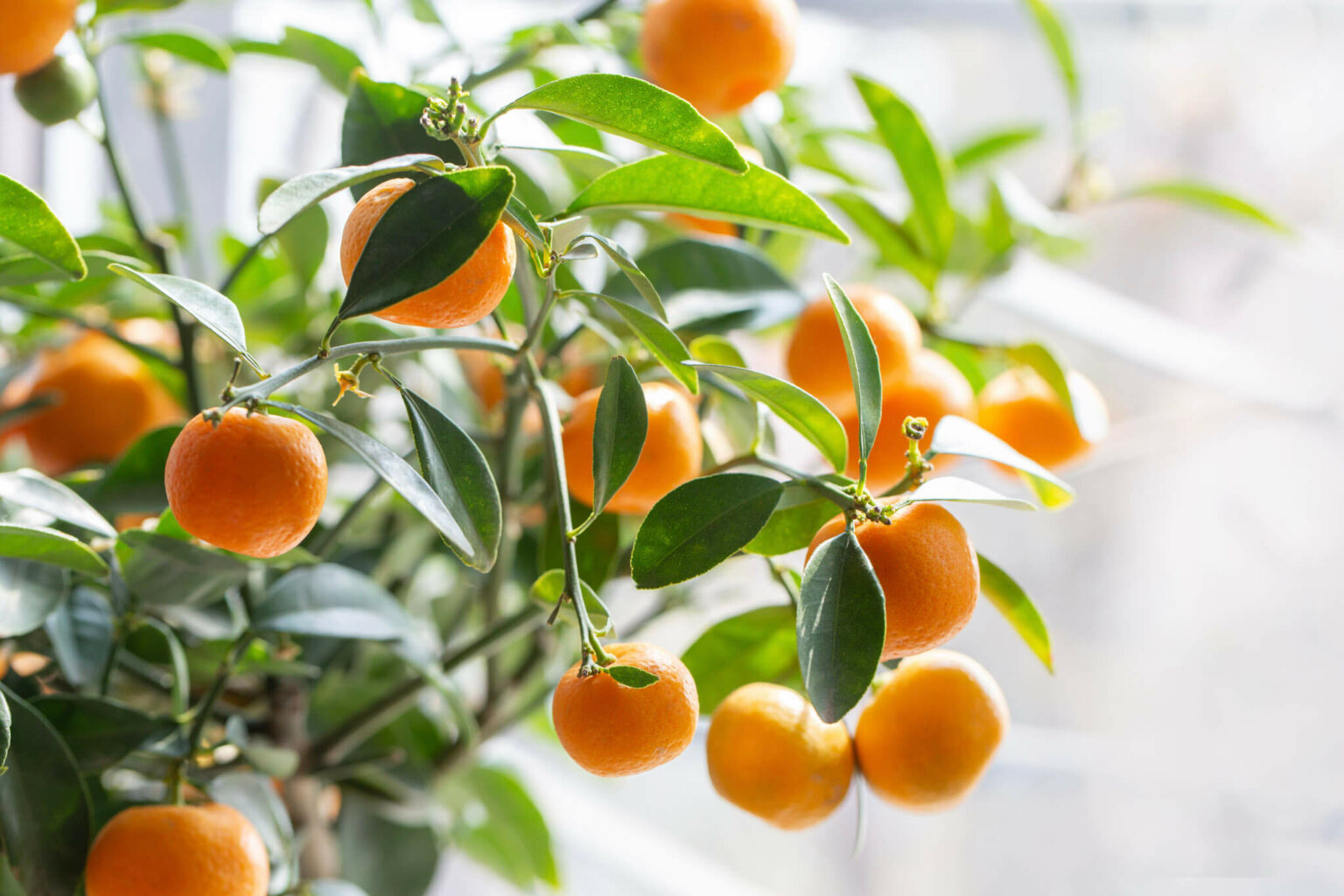 How to Grow Citrus Indoors: Kumquat, Lemon, Lime, and More