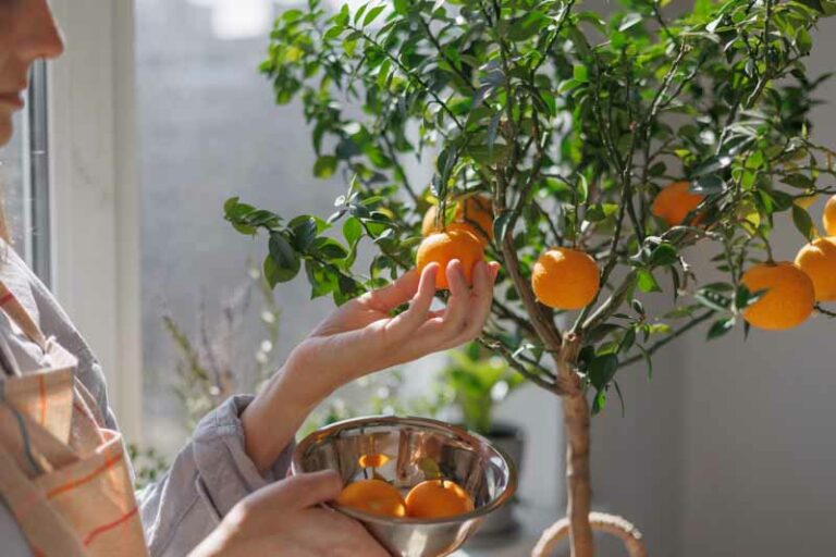 Oranges (Citrus x sinensis): Health Benefits, Uses, Growing Tips