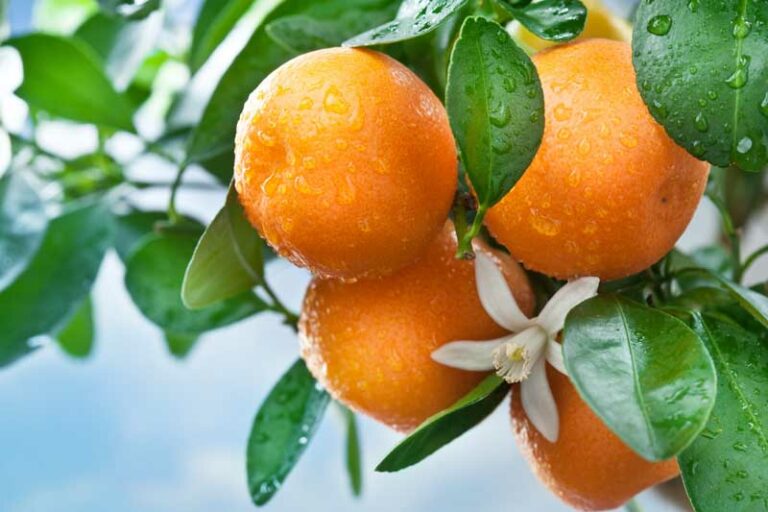 Oranges (Citrus x sinensis): Health Benefits, Uses, Growing Tips