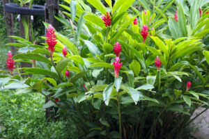 Red Ginger (Alpinia purpurata): Benefits, Challenges, Uses