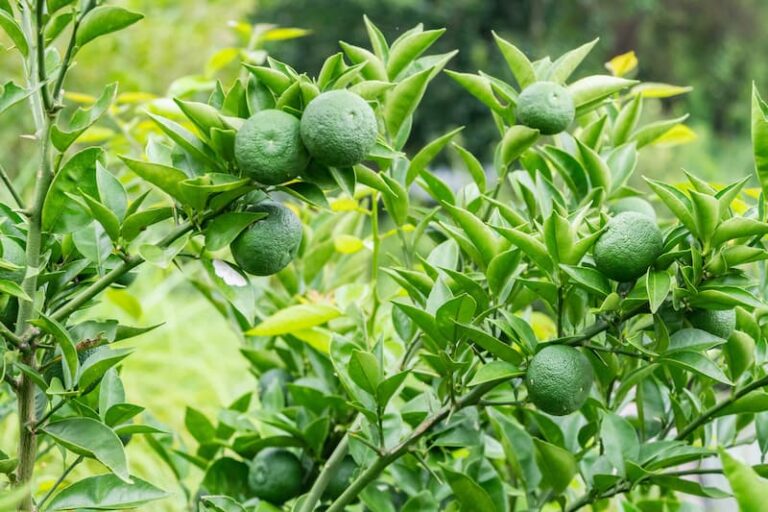 Sudachi: Health Benefits, Uses, Growing Tips