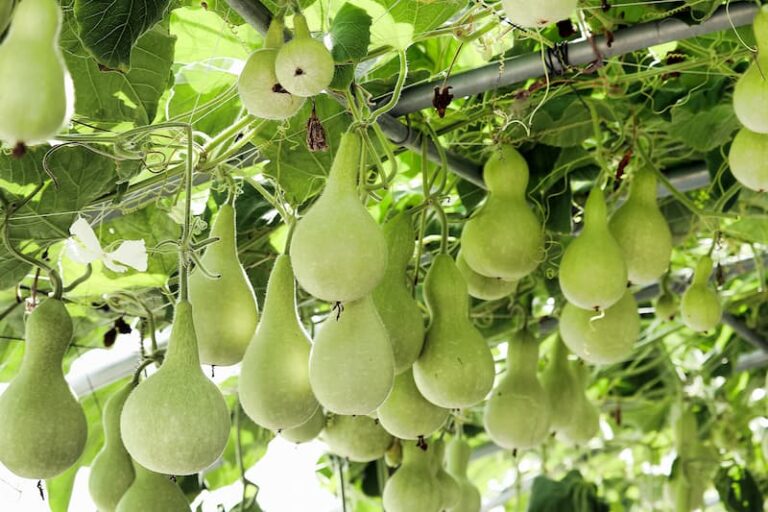 Calabash: Health Benefits, Uses, Growing Tips