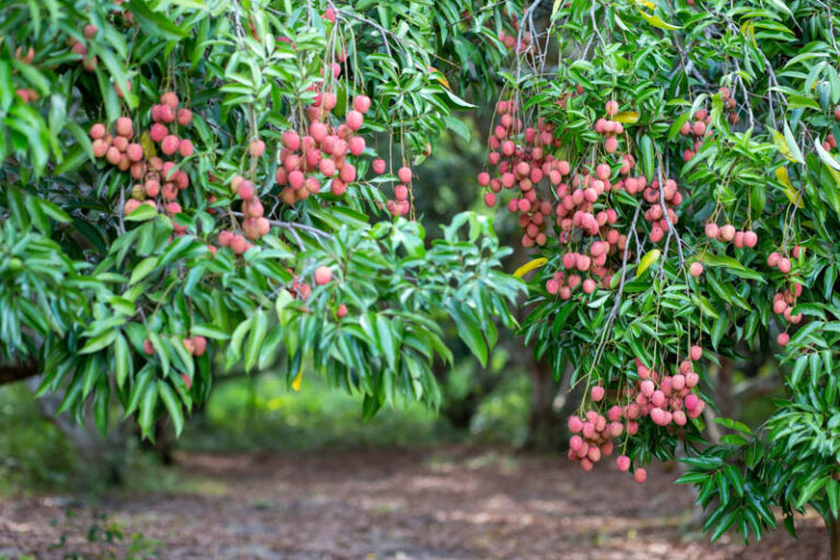 Lychee (Litchi chinensis): Health Benefits, Uses, Growing Tips