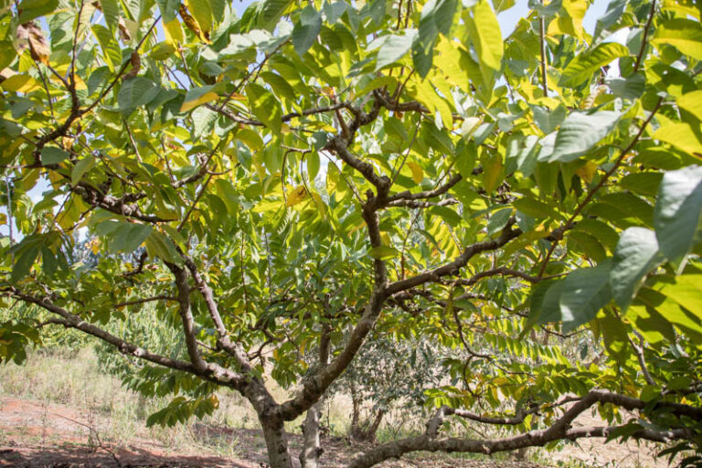 Cherimoya or Custard Apple: Health Benefits, Uses, Growing Tips